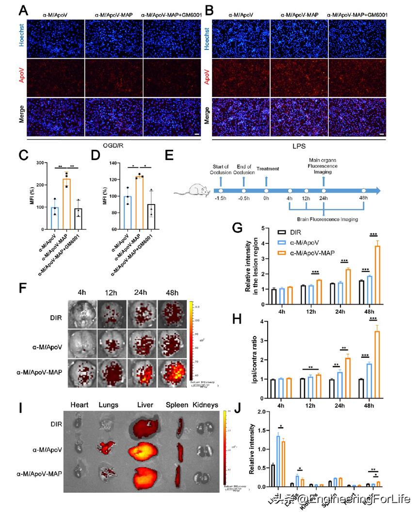 "ACS Nano》: Construction of targeted delivery platform for apoptotic ...