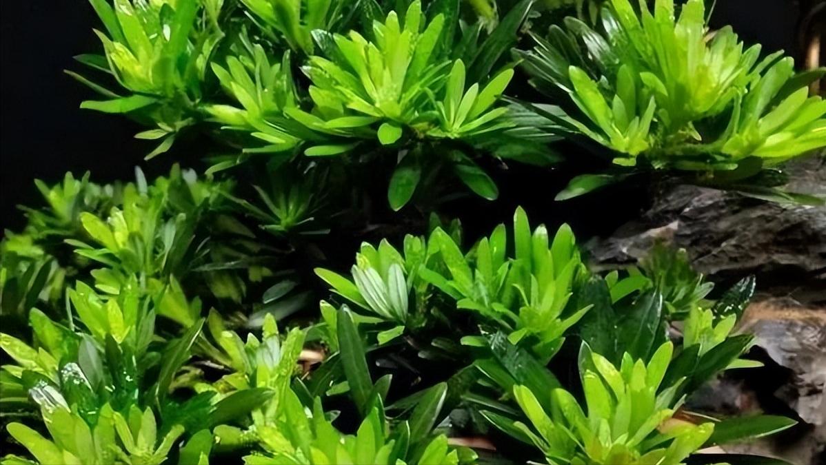 The rare "Eight Immortals of Arhat" have a long lifespan but are hard ...