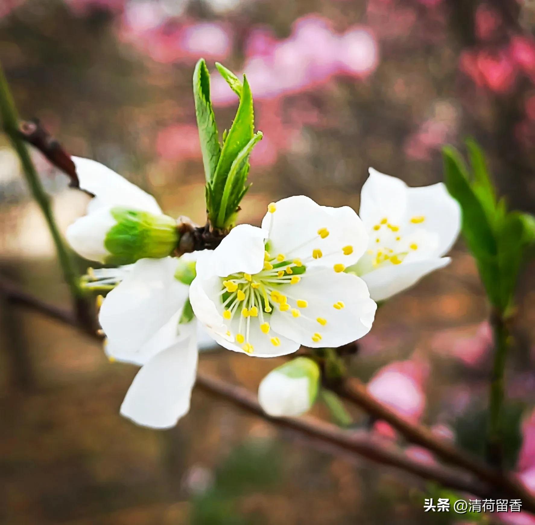 Prose: In April, I am busy with spring flowers - iMedia