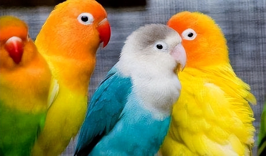 parrot drinking milk powder - iNEWS