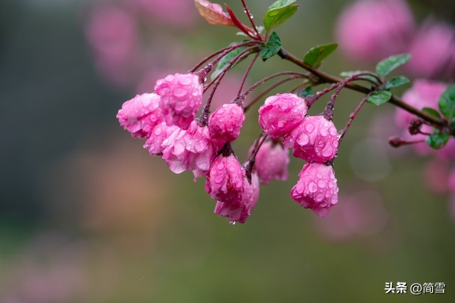 A spring rain poem by Du Fu describes the beauty of the spring rain ...