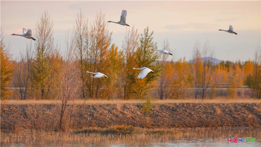 When the migratory birds head south again, the swans flit across the ...
