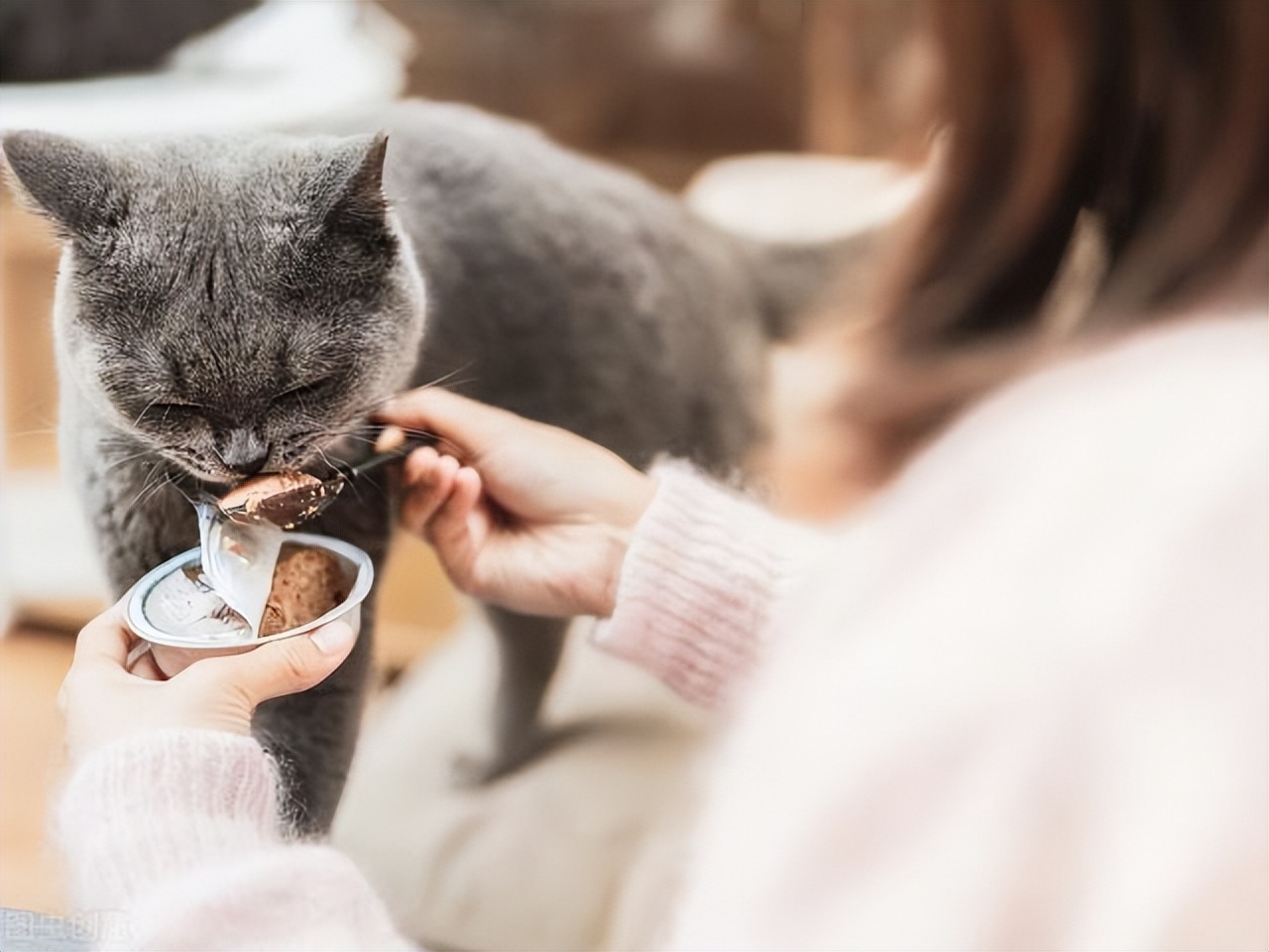 Is your cat addicted to treats? - iNEWS