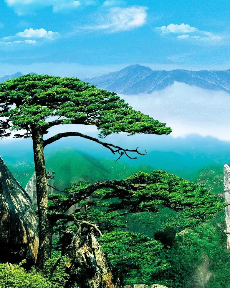 Rich or not, the tree in the courtyard! 6 auspicious trees that bring ...