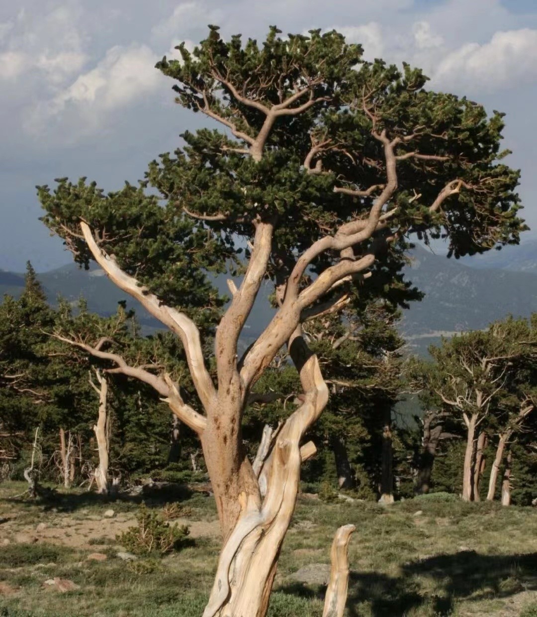 Australian almond eucalyptus: the "giant family" in nature, the largest ...