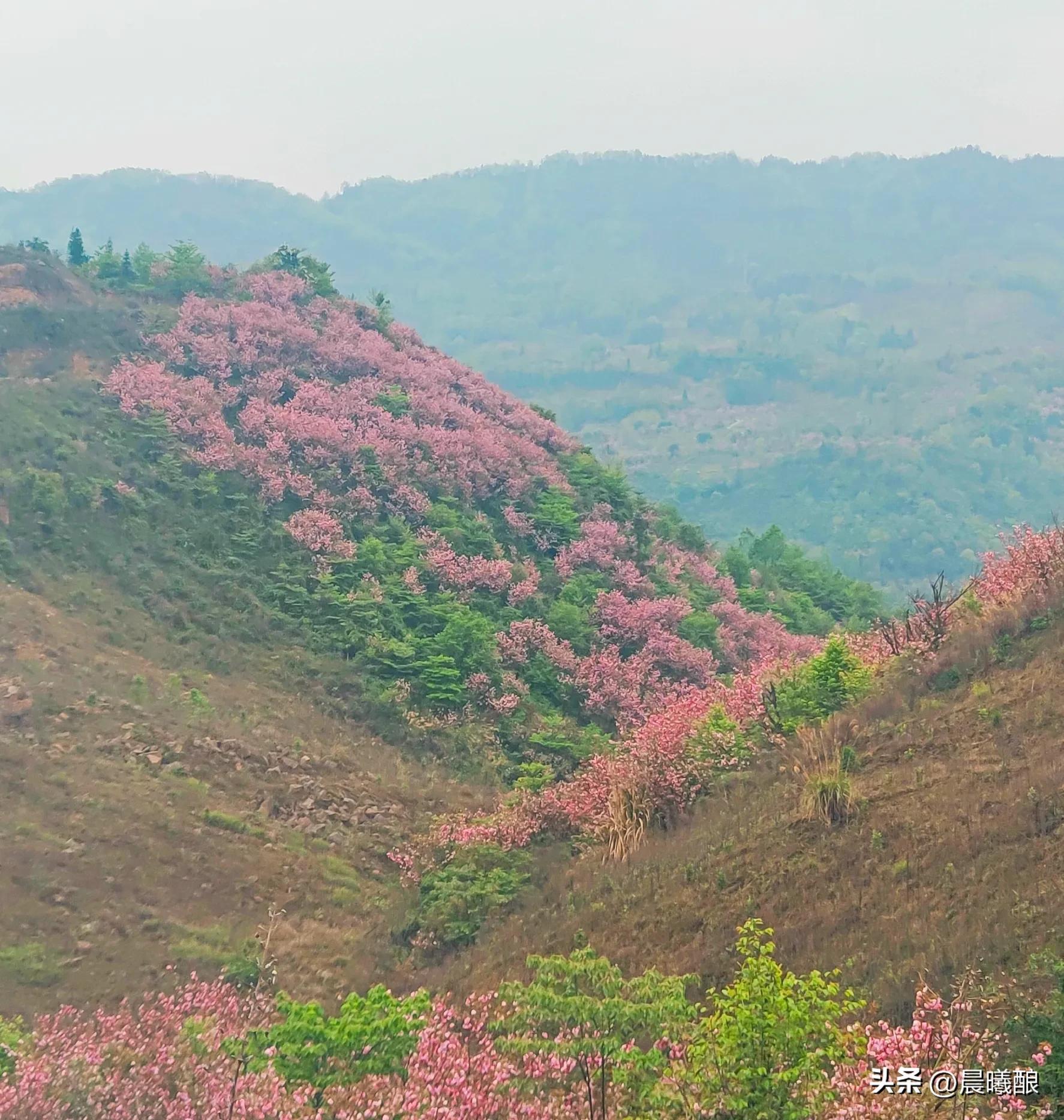 Looking at it on foot in spring, the mountain in Chongzhou, Chengdu can ...