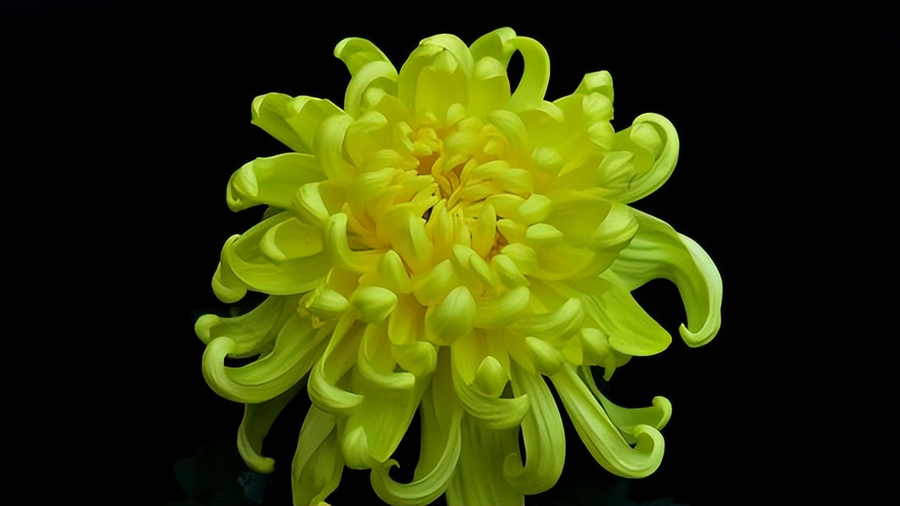 The poor are pure and clean, and the daring is exhausted. This flower ...