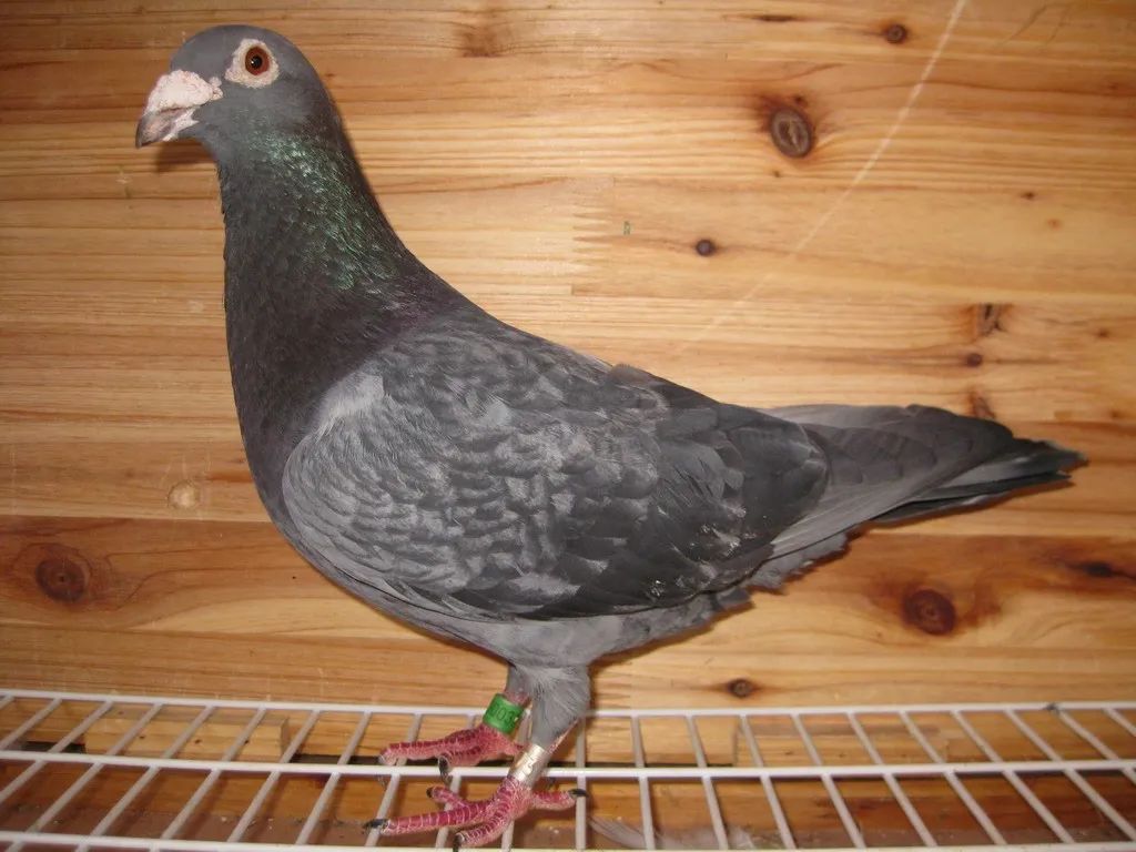 What are the advantages of the slate pigeon? - iNEWS