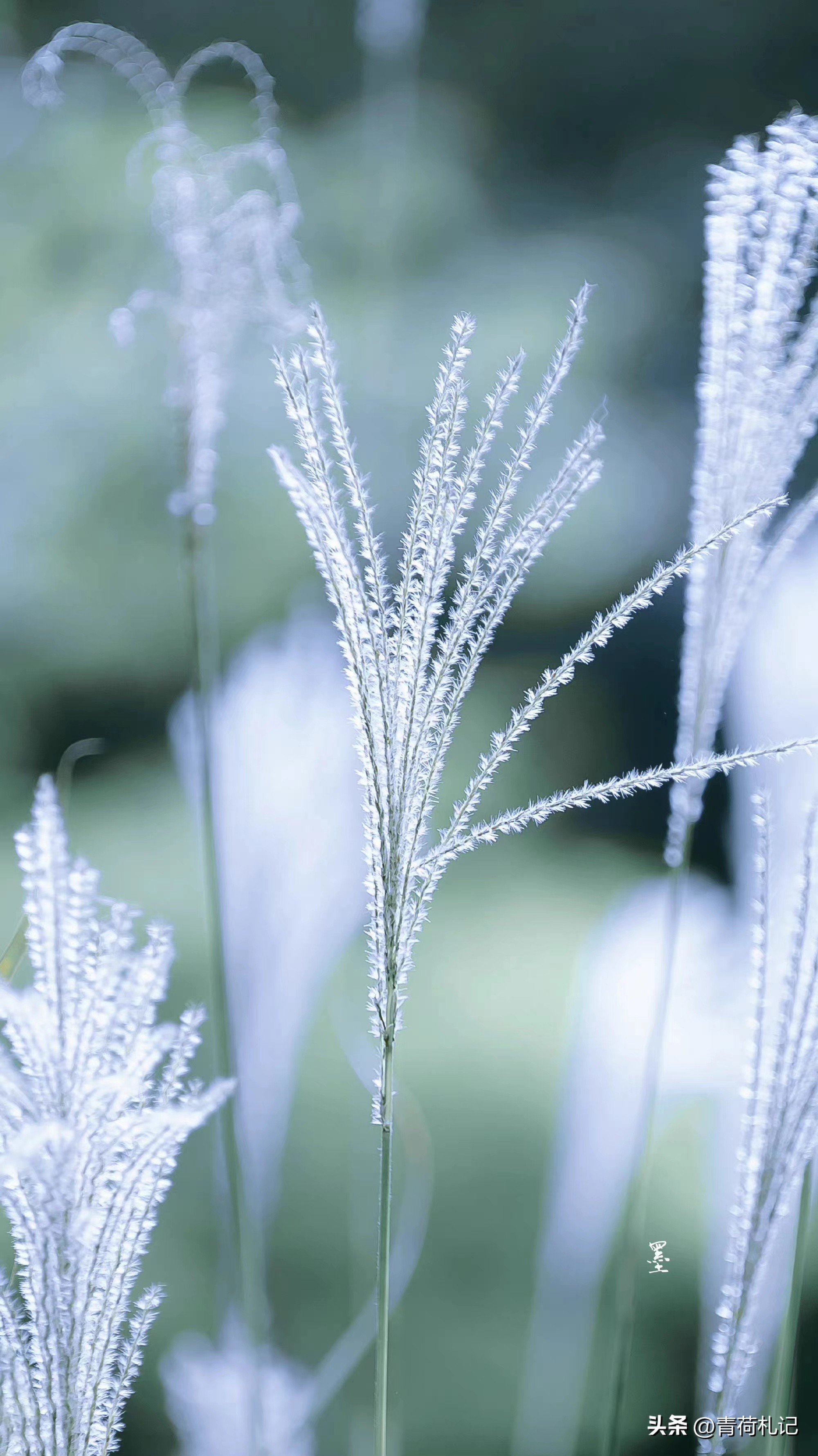 Four poems tell you that life is calm, even if there are three thousand ...