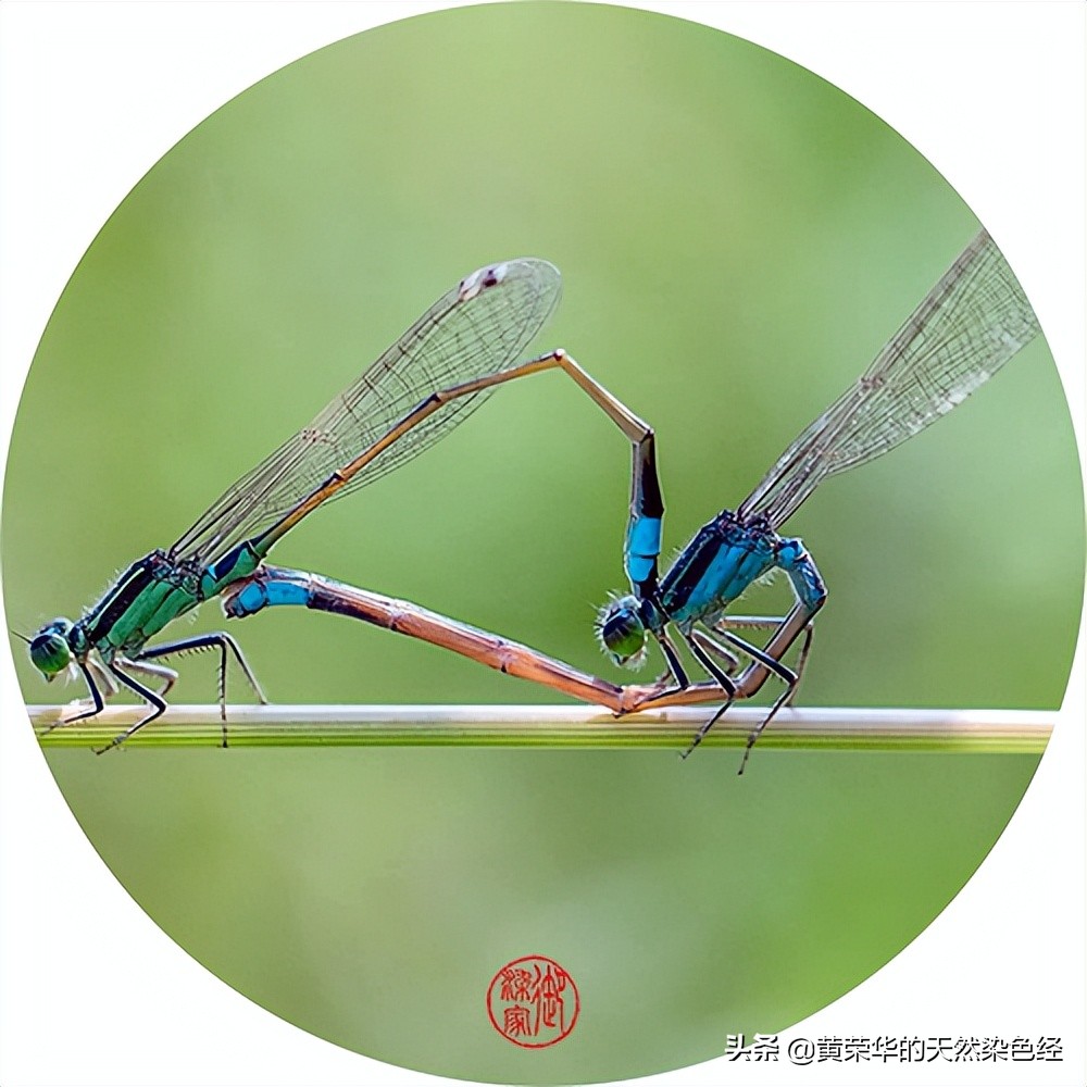 Chinese traditional color: dragonfly blue - iNEWS