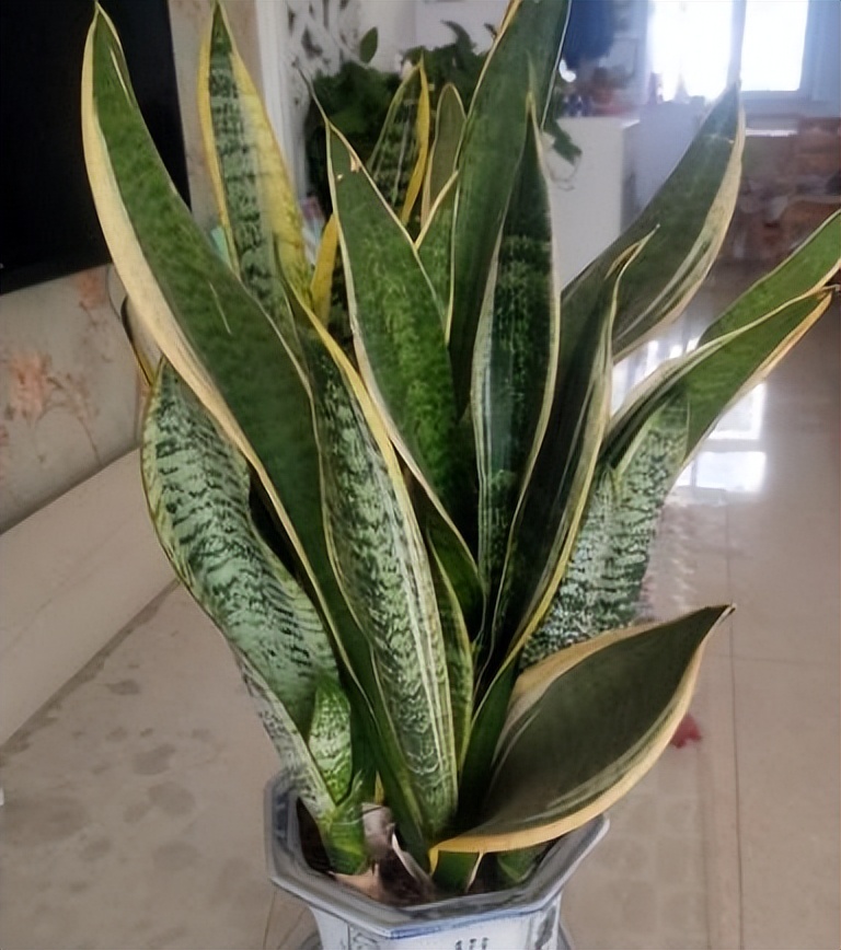 When watering Tiger Pilan, add a little more "it", the leaves will have ...