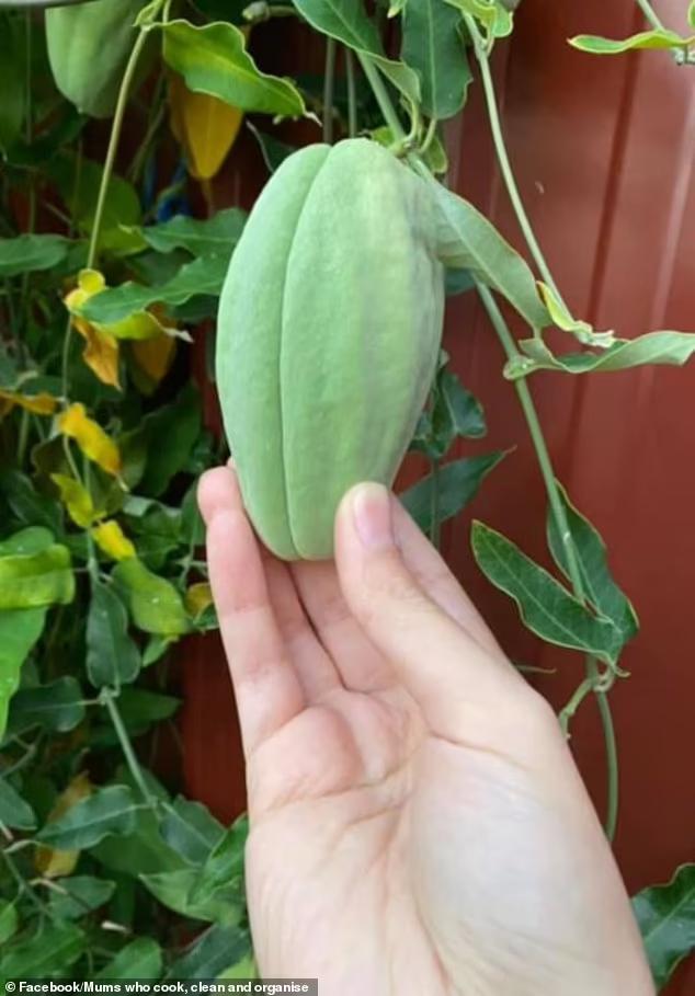 Attention Chinese! This melon and fruit in Australia's backyard is ...