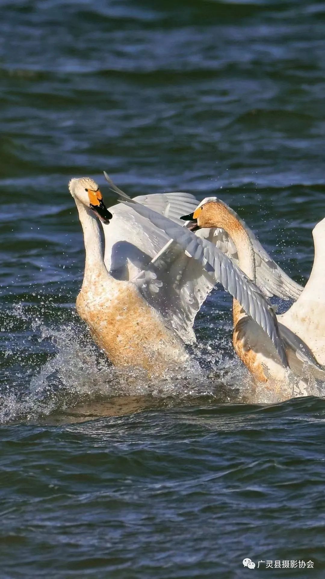 Guang Ling: The Station of the Swan - iNEWS