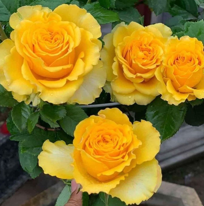 Japanese Cut Flowers: Shell Shell - iNEWS