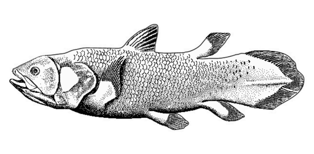 Scientist: Humans evolved from fish, and fossils are evidence to reveal ...