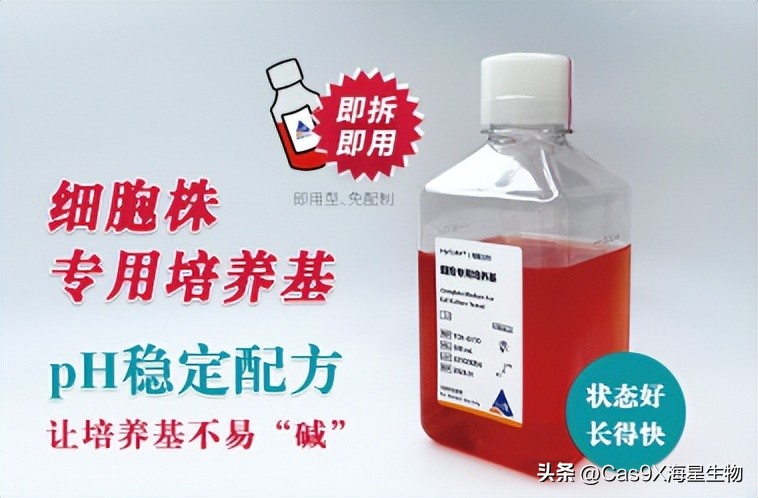 Culture and application of SW480 human colon adenocarcinoma cells - iMedia