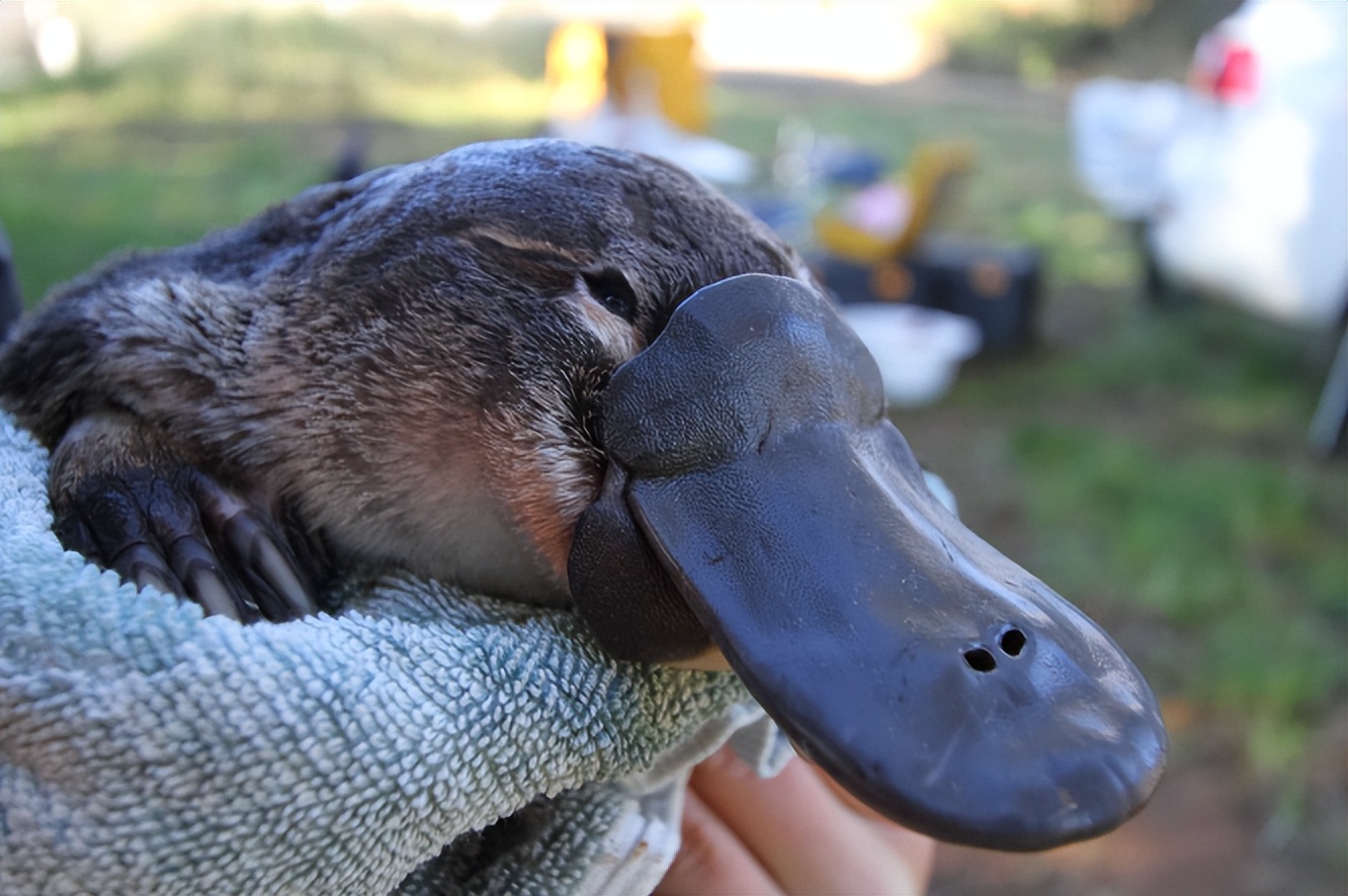 Characteristics of external morphology, internal structure and ...