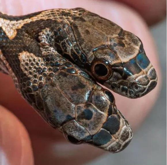 Have you ever seen a double-headed snake - iNEWS