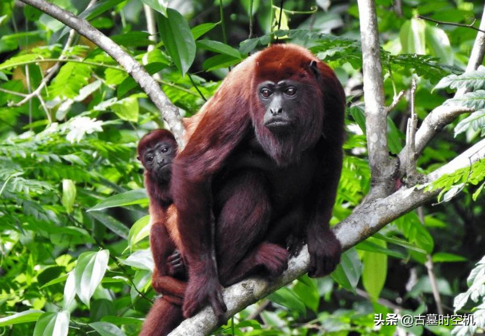The mysterious tomb owner "red monkeys to be buried" when he was in the ...