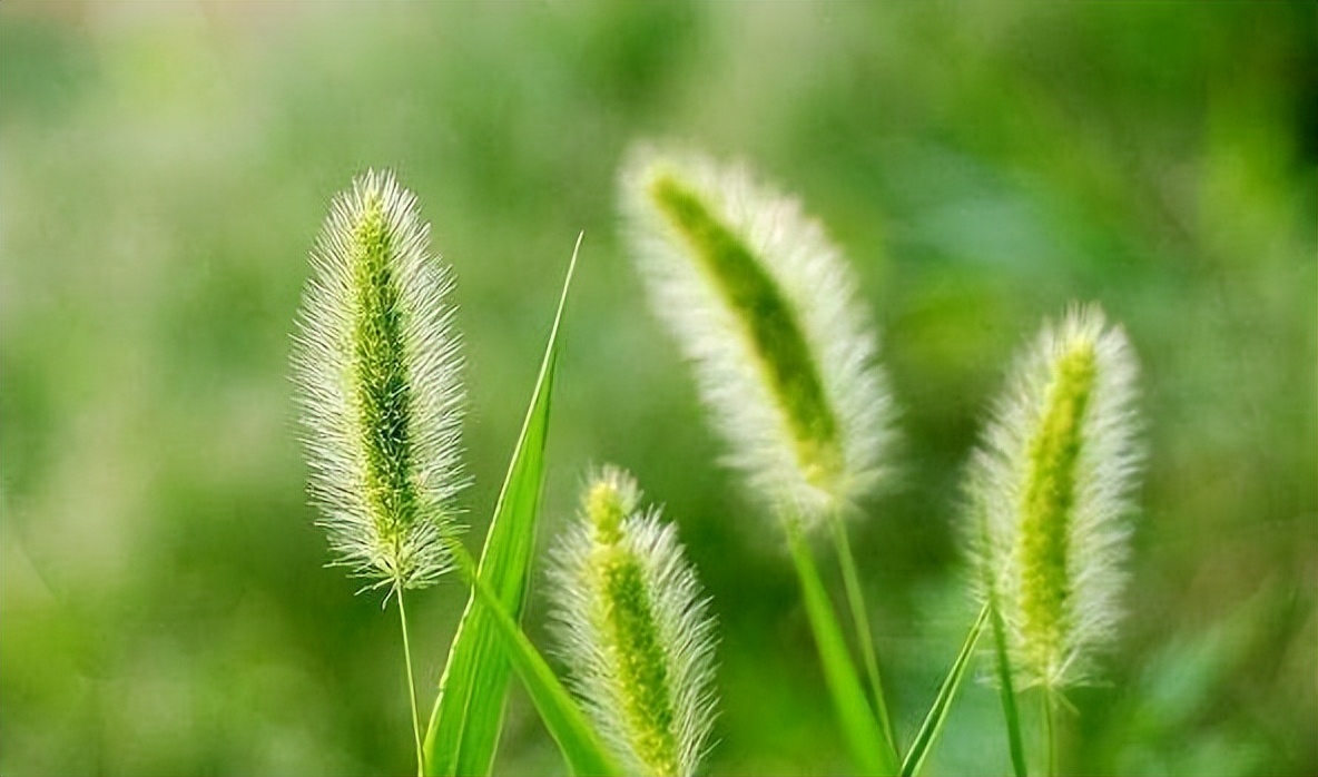 "Dog's tail grass" is a treasure. Using it to boil water may help ...