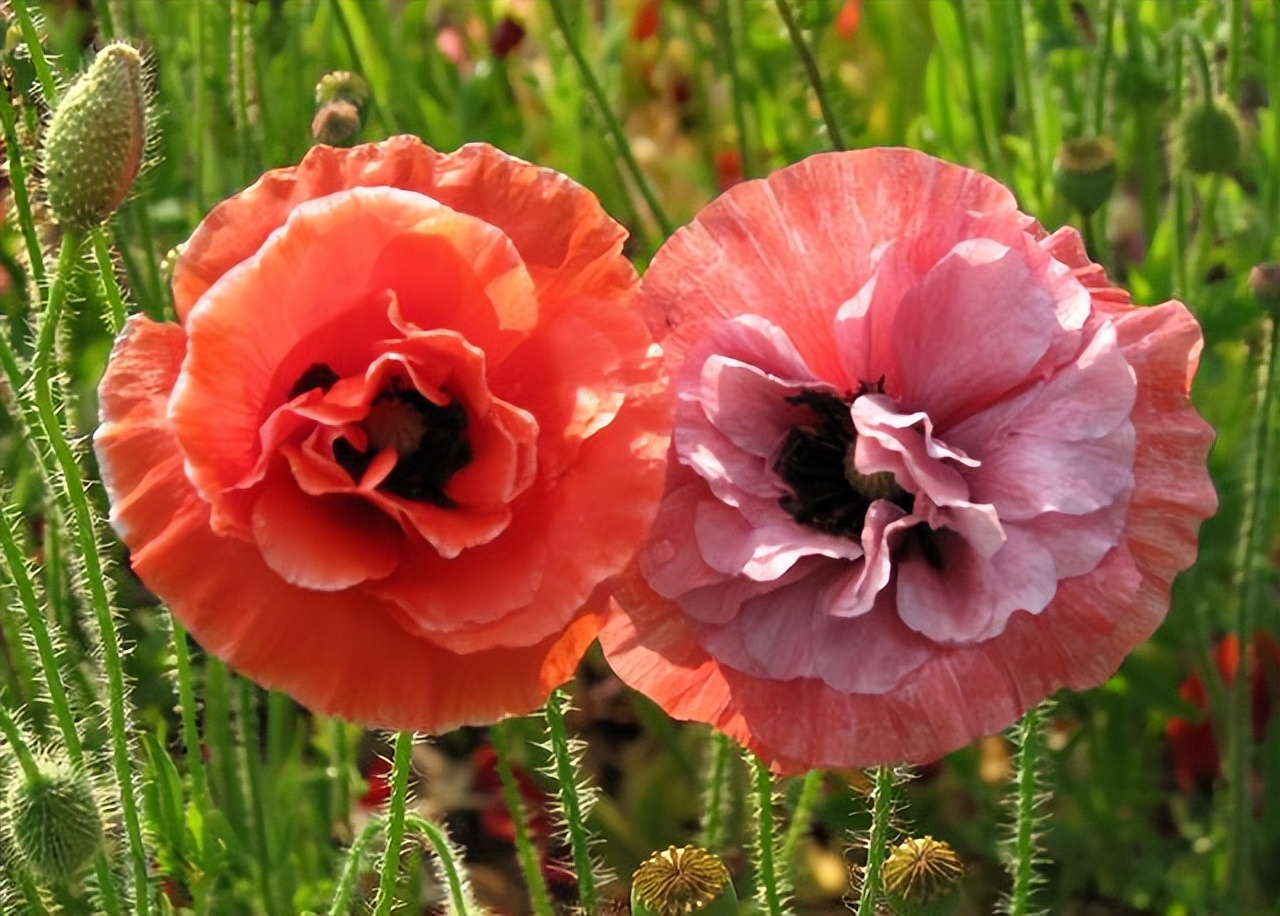 The 6 kinds of "poisonous flowers" that have been disliked are "too ...