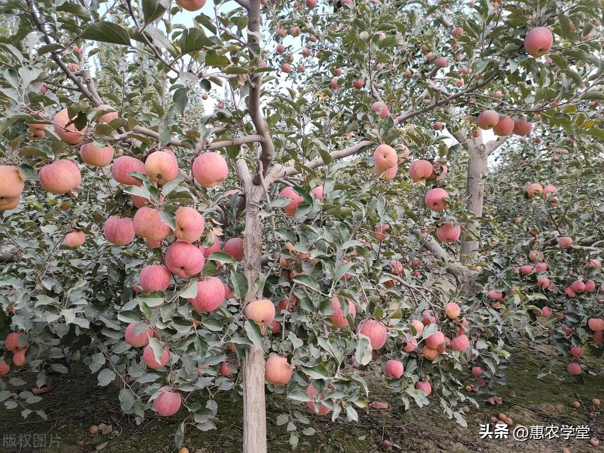 Where are the best apples in Xinjiang? Lets come look - iNEWS