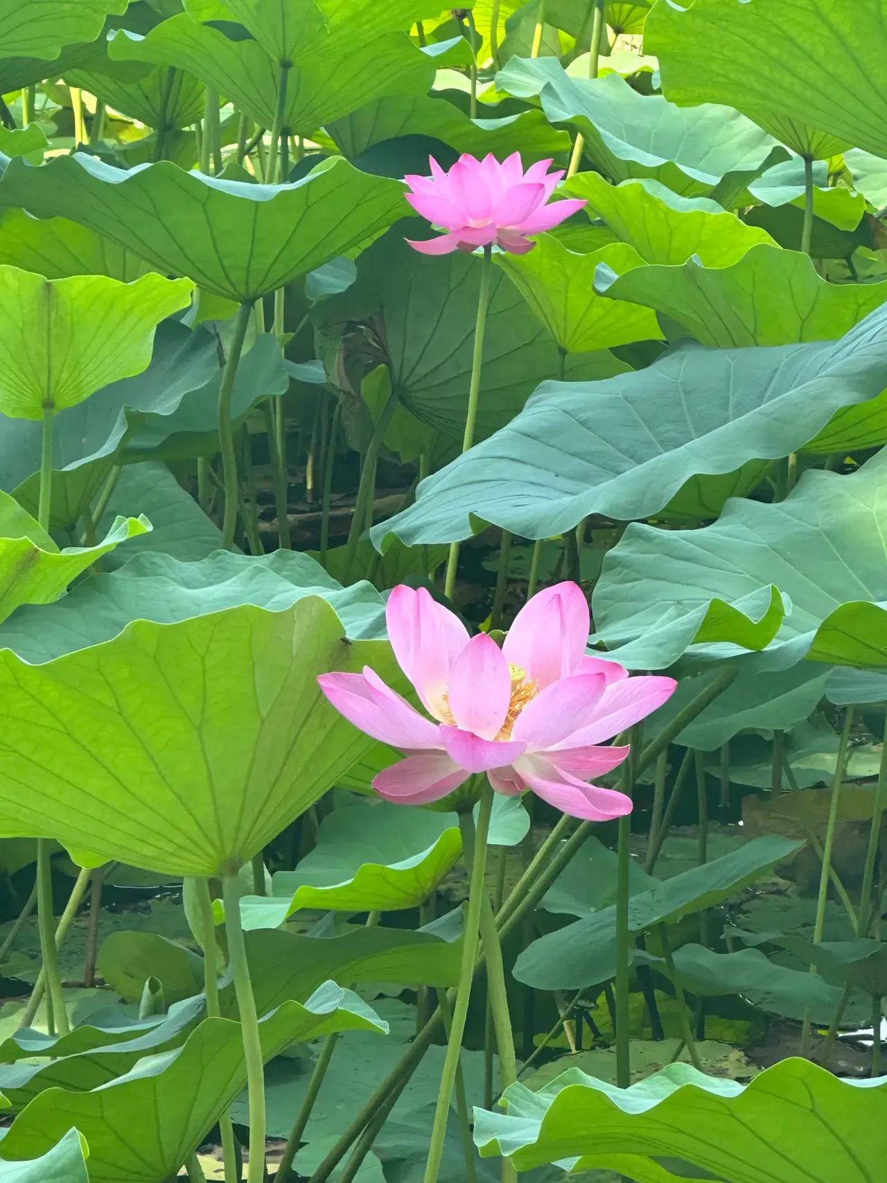 Those verses of melancholy, disappointment, parting sorrow, and ...