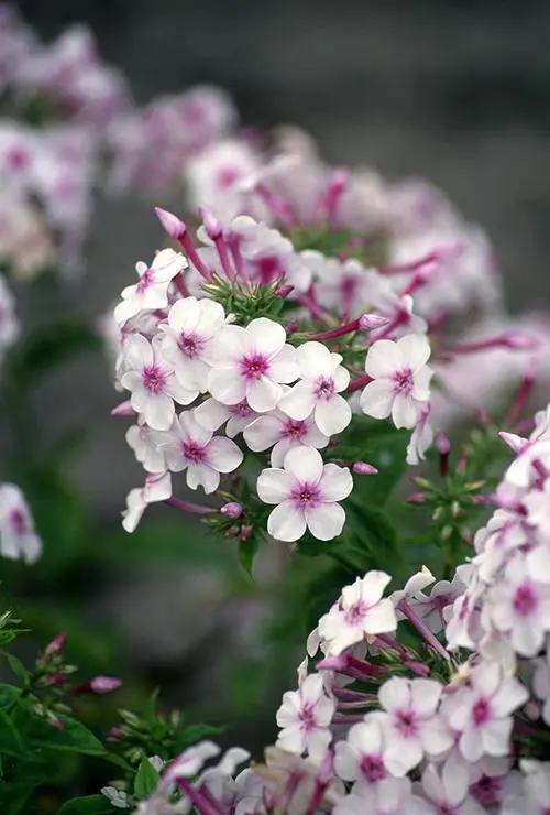 "Hundred Flowers Collection" (515) - iNEWS