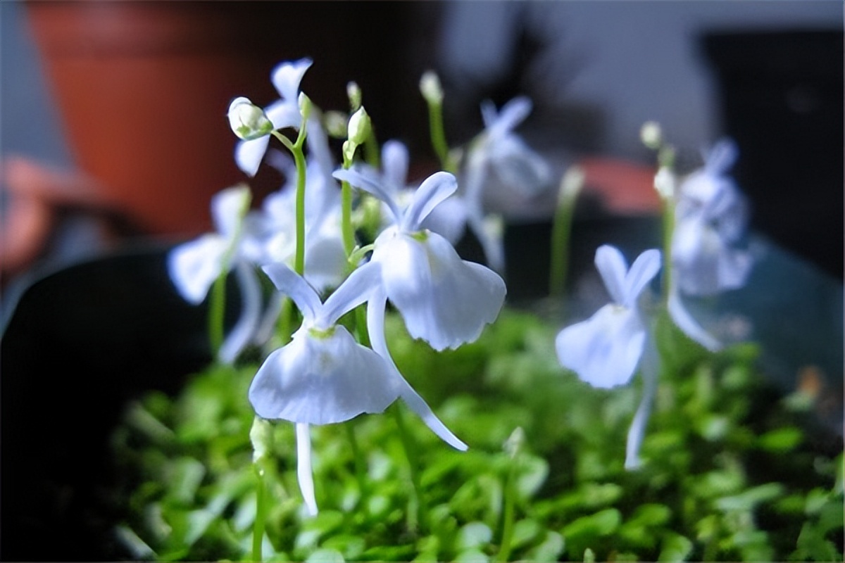 Top 10 Most Dangerous Plants in the World - iNEWS