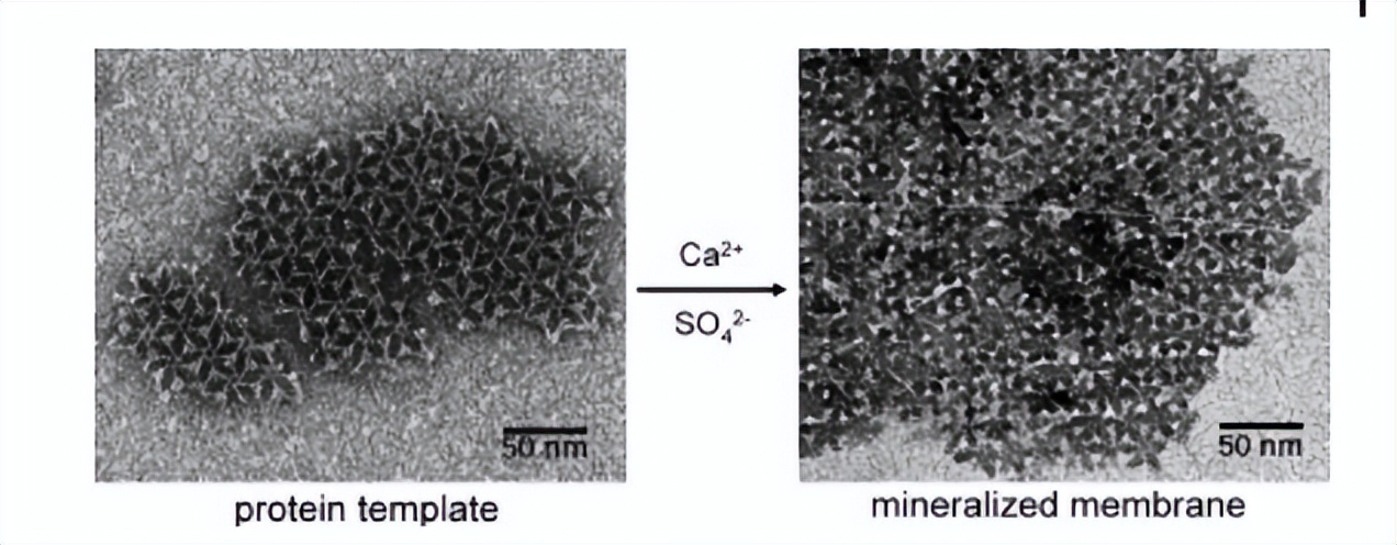 Explore - Silica Nanoparticles - iMedia
