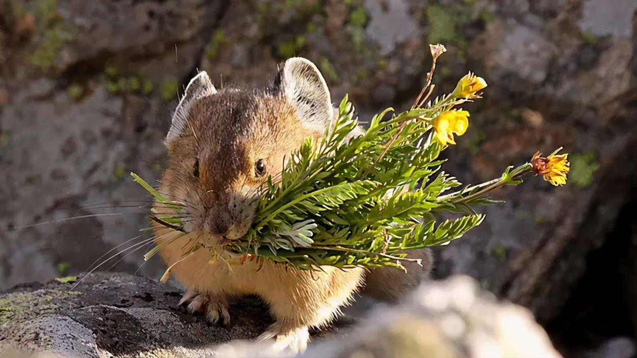 1.2 billion plateau pikas are flooding, and grassland degradation is ...