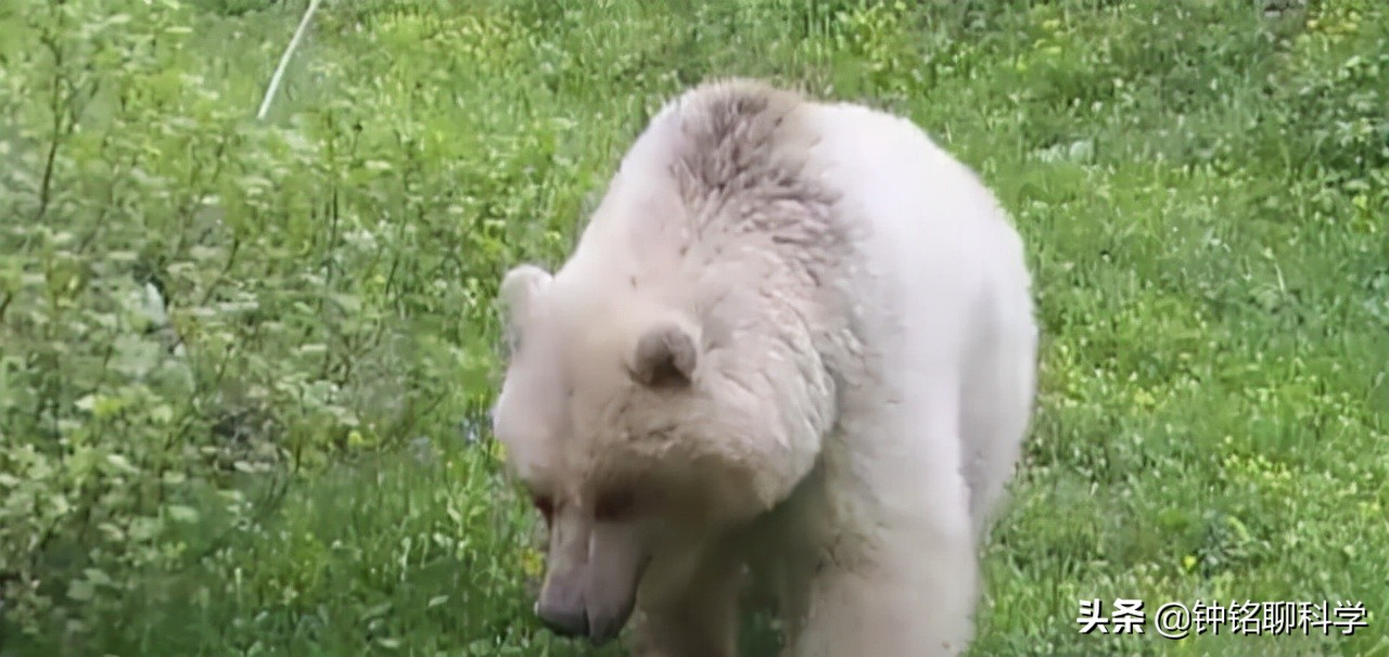 How miserable is the albino brown bear?I was mistaken for a polar bear ...