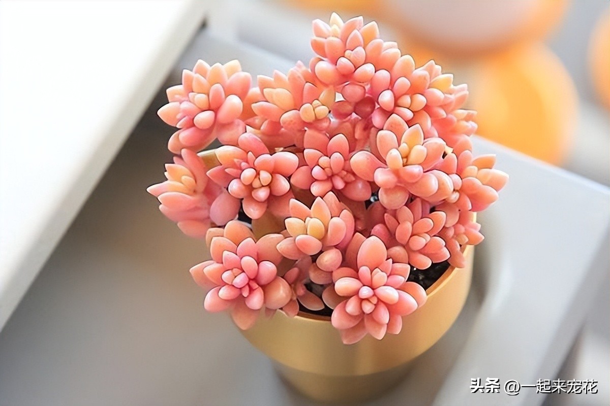 The lovely and succulent Ji Qiuli, the leaves are pink and tender like ...