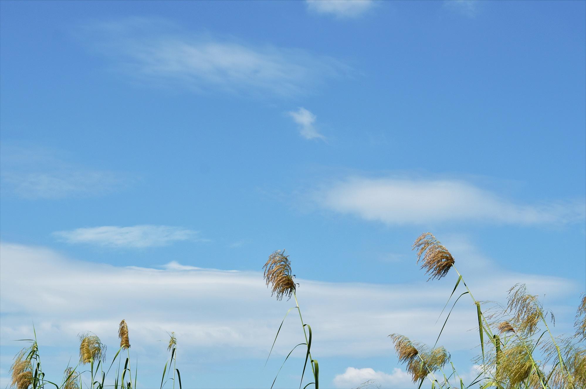 How beautiful is it to write the summer wind into ancient poems? If you ...