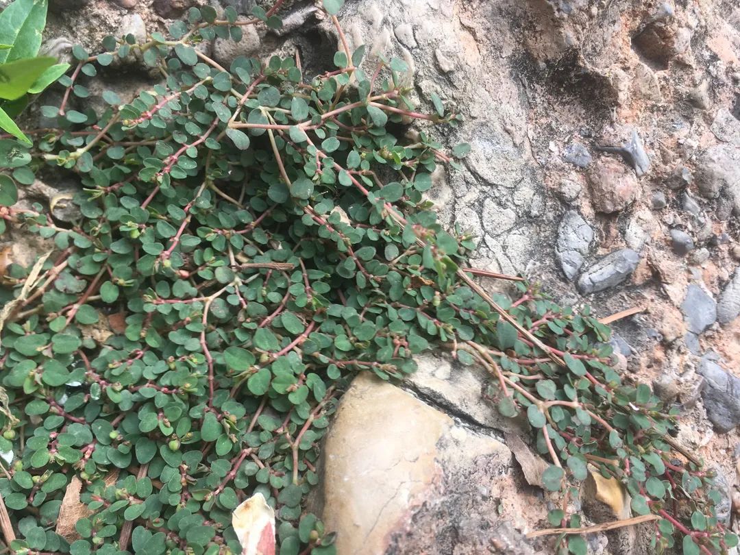 What is the difference between Dijin and Bandijin, two plants called ...