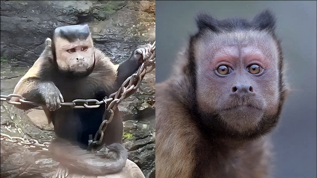 The bearded monkey with the square face has reached the level of the ...
