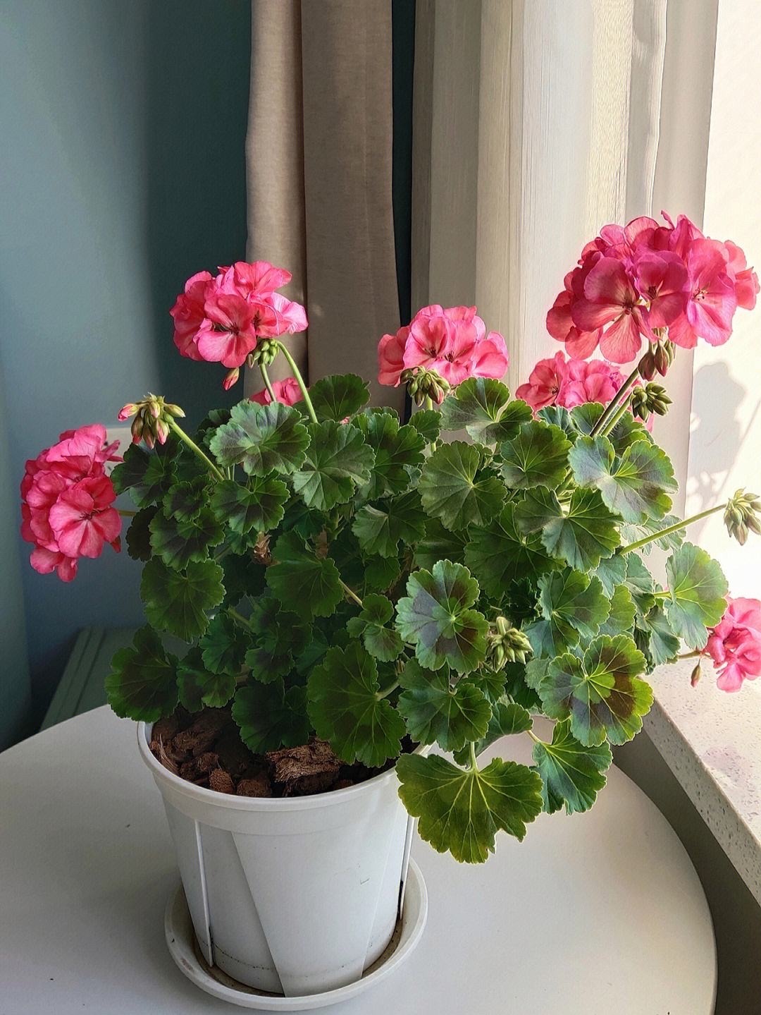 "3 tips" for planting geraniums, fast growth, more blooms, beautiful ...