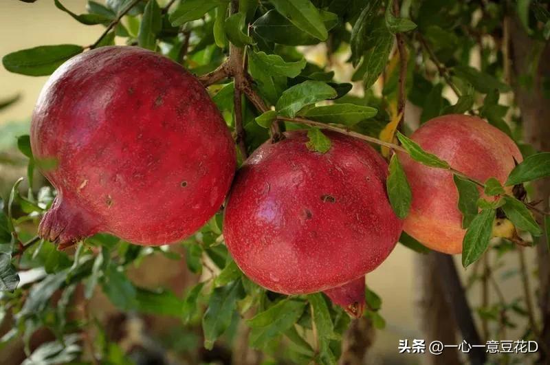 A seven-character poem praises pomegranate - iNEWS
