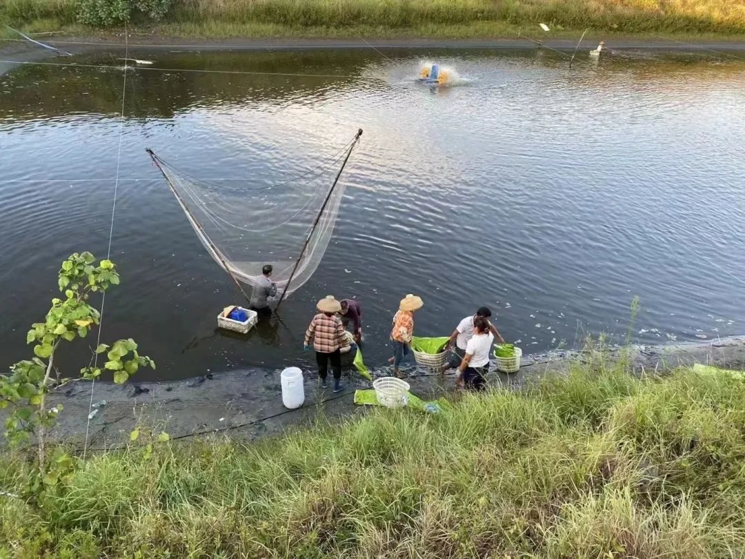 With the advent of the cold wave, how can the off-season California ...