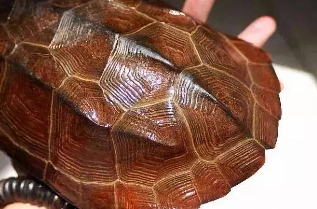 Do animals have growth rings? - iMedia