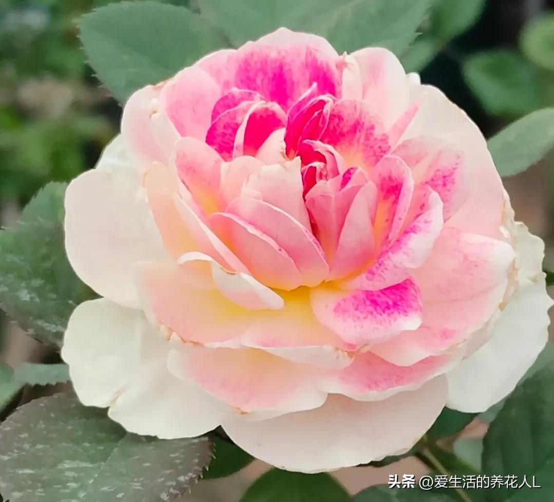 Share pictures, beautiful and moving rose flowers, blooming brilliantly ...