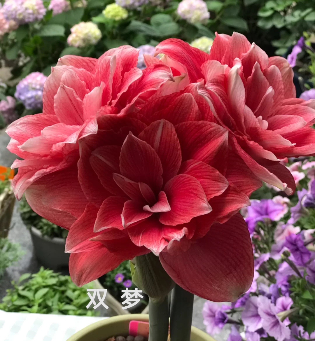 The most popular 20 kinds of cinnabar, all of them have big and ...