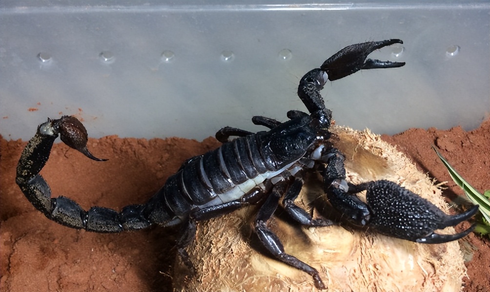 Guardians of the Tropical Rainforest: The Story of the Indian Red ...