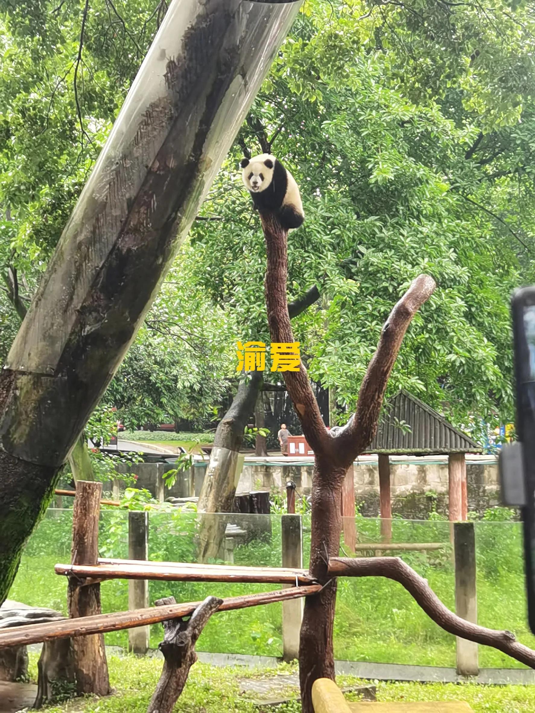 Get to know a giant panda every day, get to know Yu Ke Yu Ai today - iMedia