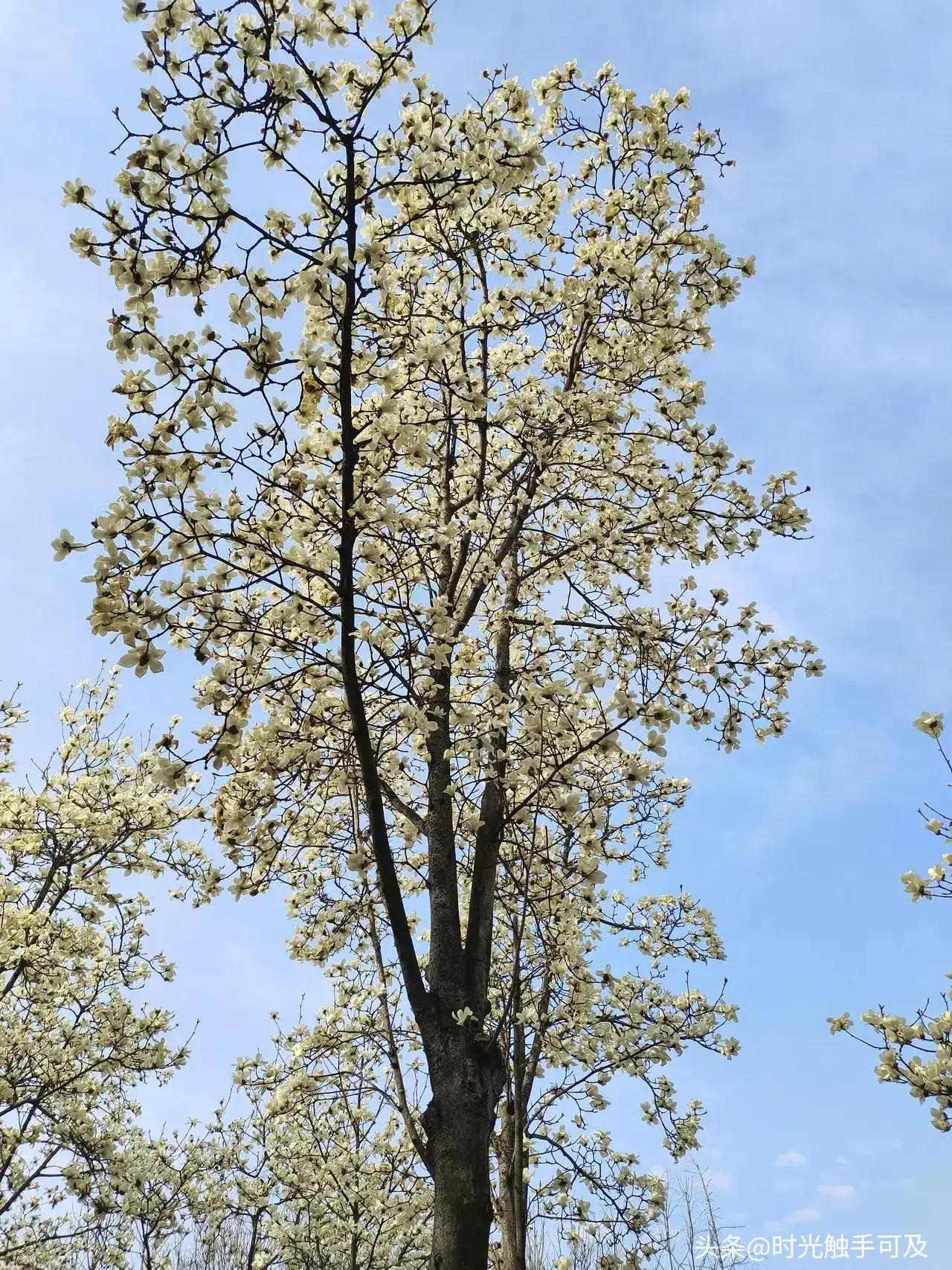 Two Poems "When the Magnolia Blooms" / "Thinking in the Moonlight" - iMedia