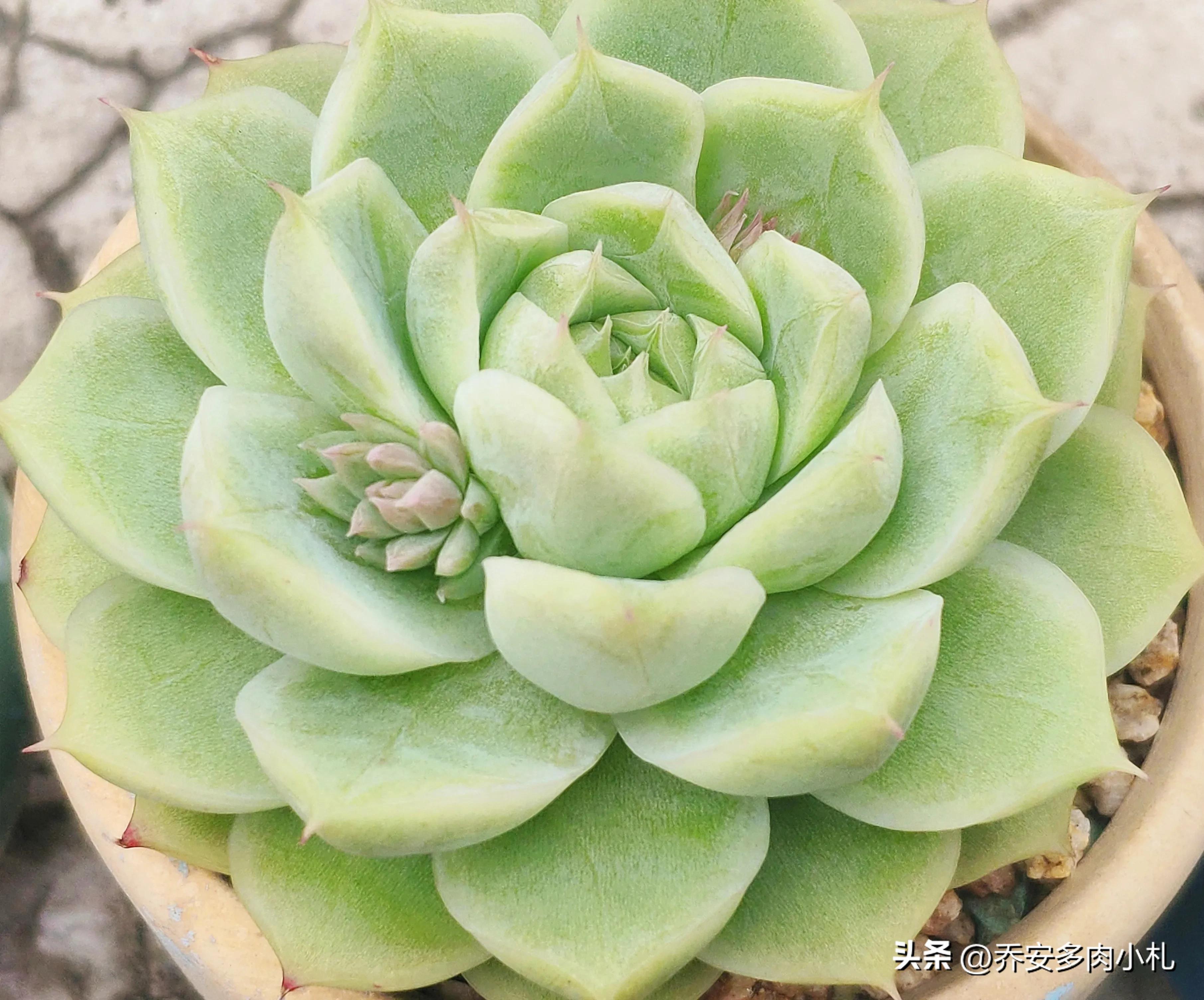 More than 40 degrees of high temperature on the roof of the meat ...