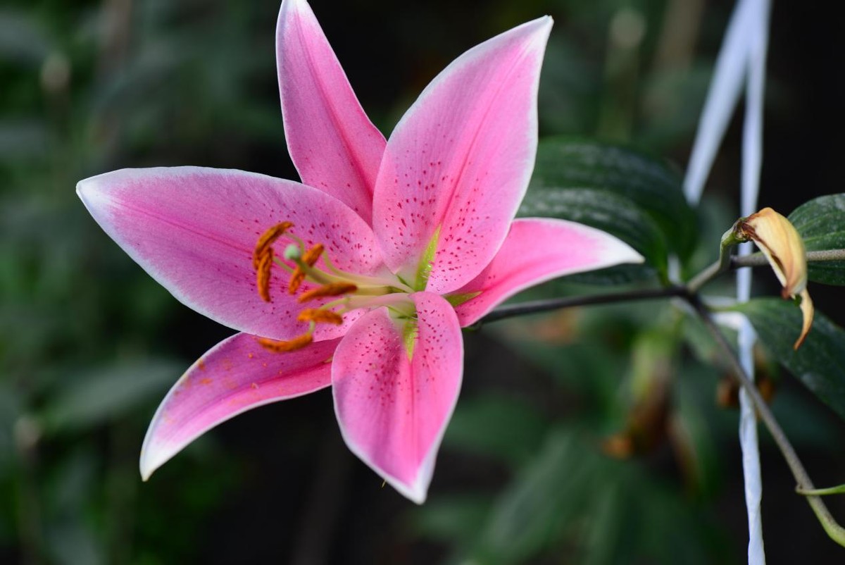 Hundred Flowers Diagram Fu Lily - iNEWS