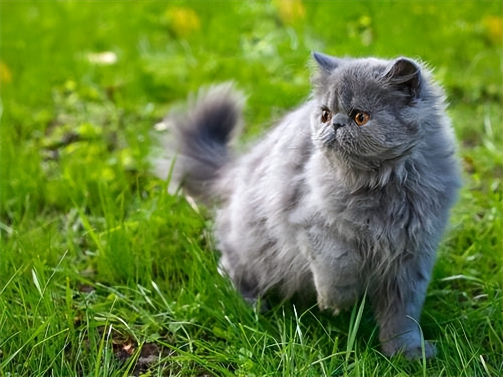 What causes Persian cat poop to smell? - iNEWS