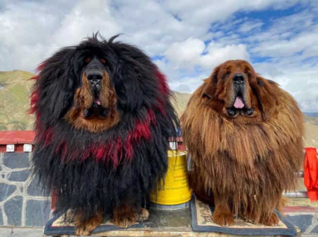 The ranking of the "Seven Evil Dogs" was released, and the Tibetan ...