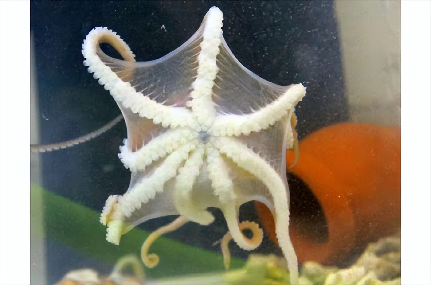 Ocean University of China finds that the baby octopus you often eat is ...